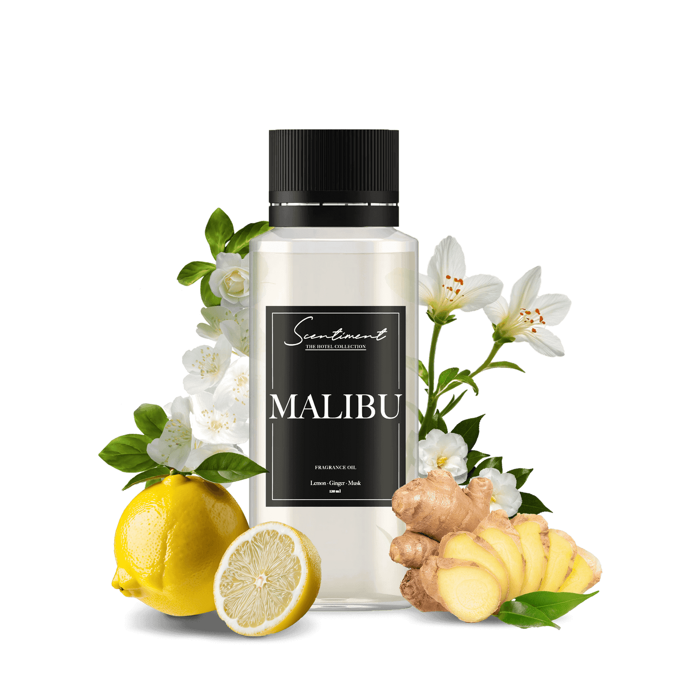 Malibu Fragrance Oil Inspired by Nobu® Hotel – Scentiment